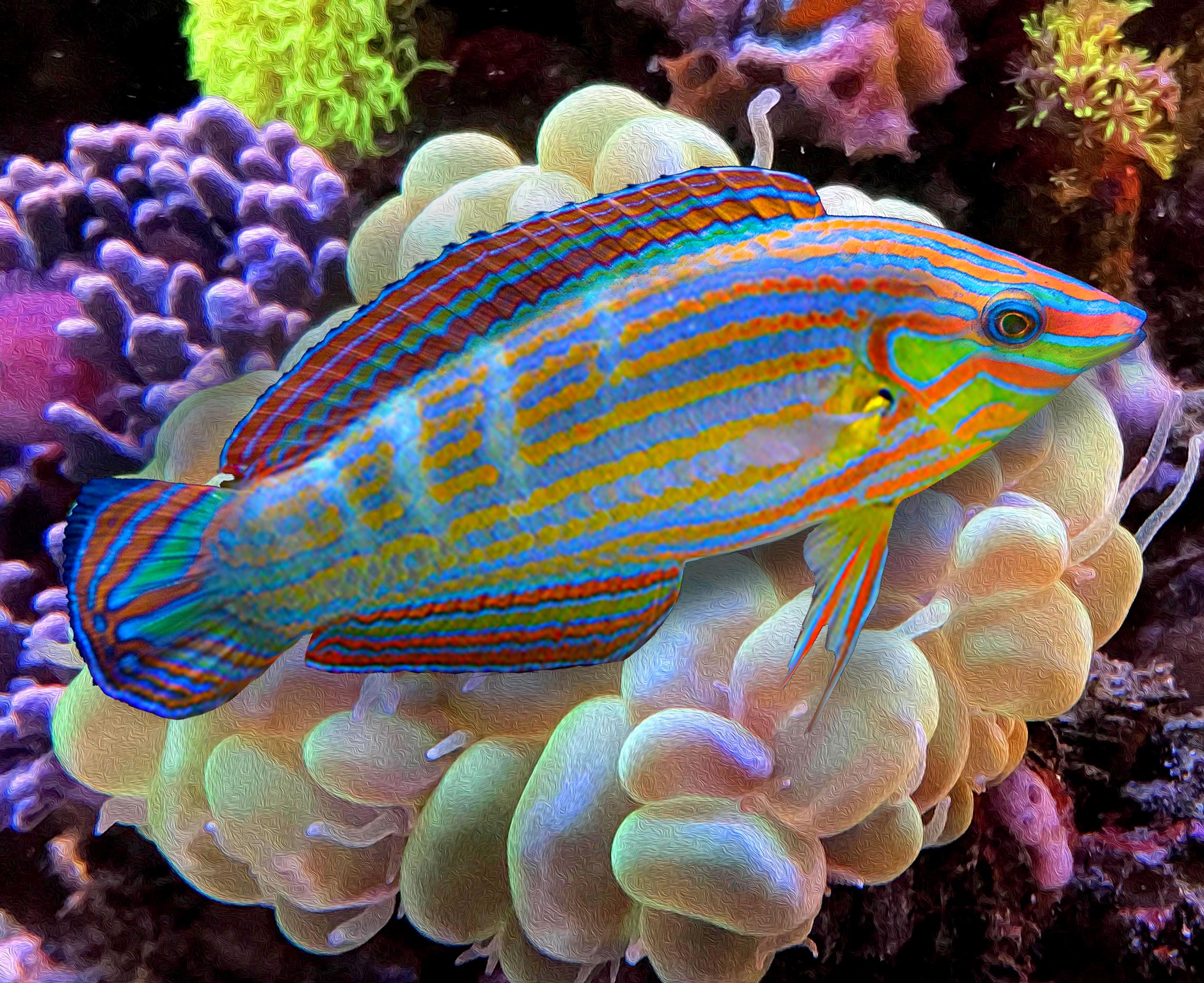 Melanurus Wrasse Melanurus Wrasse Aquarium ReefSolution Inc Melanurus Wrasse Melanurus Wrasse Aquarium ReefSolution Inc