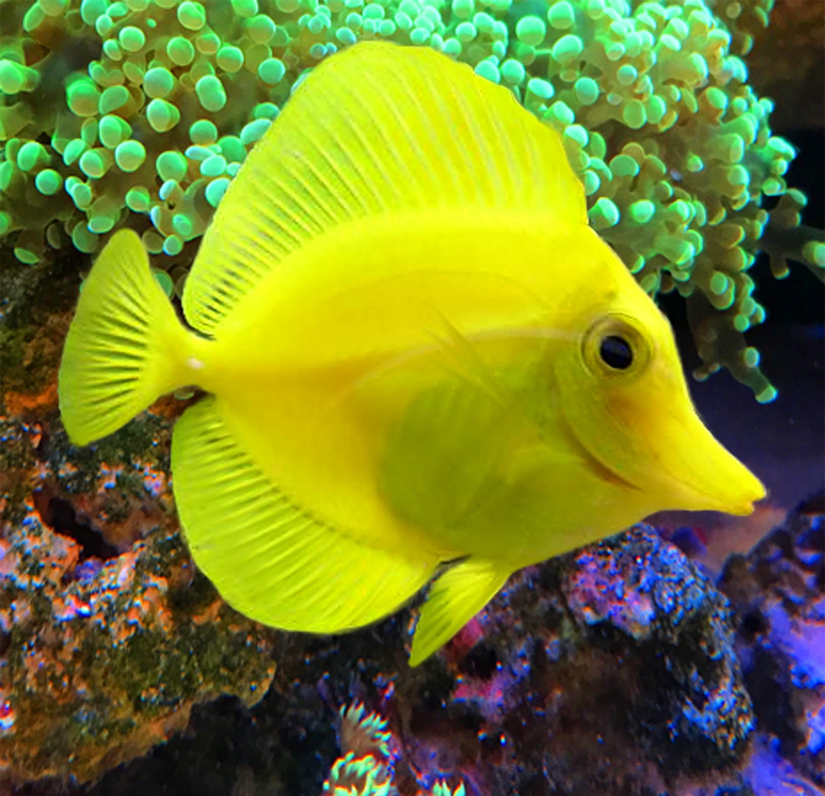 Marine fish collection – The Reef Experience