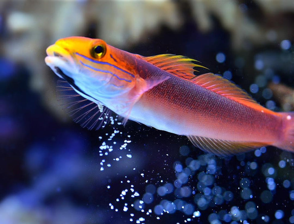 Bella Goby, Valenciennea Bella – The Reef Experience
