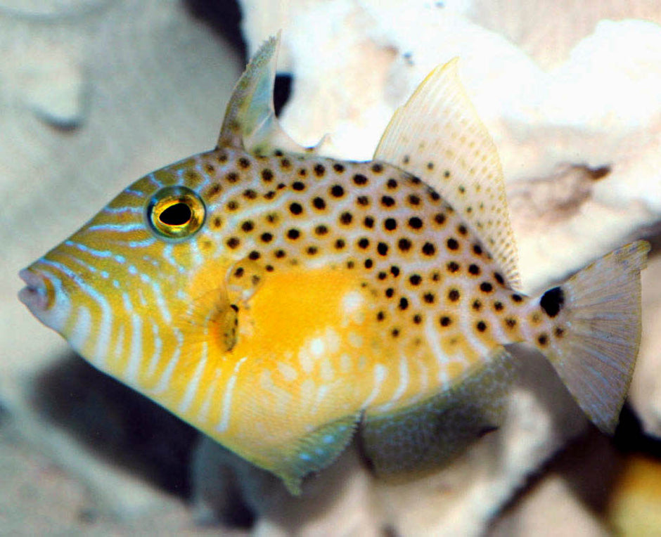 Marine fish collection – The Reef Experience