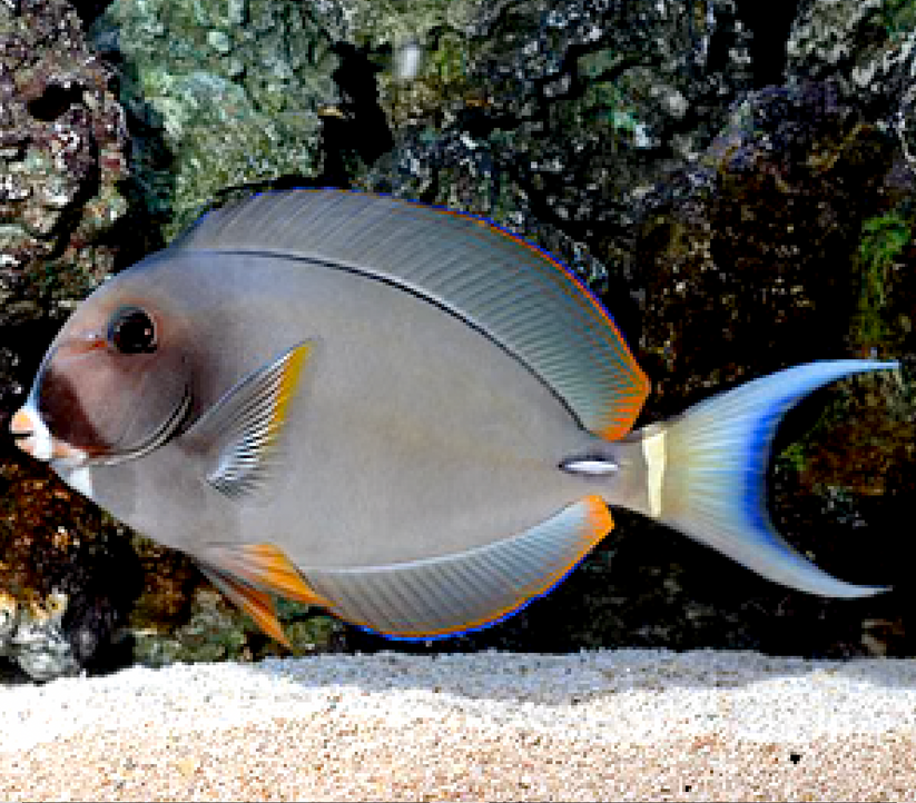 Pale Lip Tang, Acanthurus leucocheilus (large) – The Reef Experience