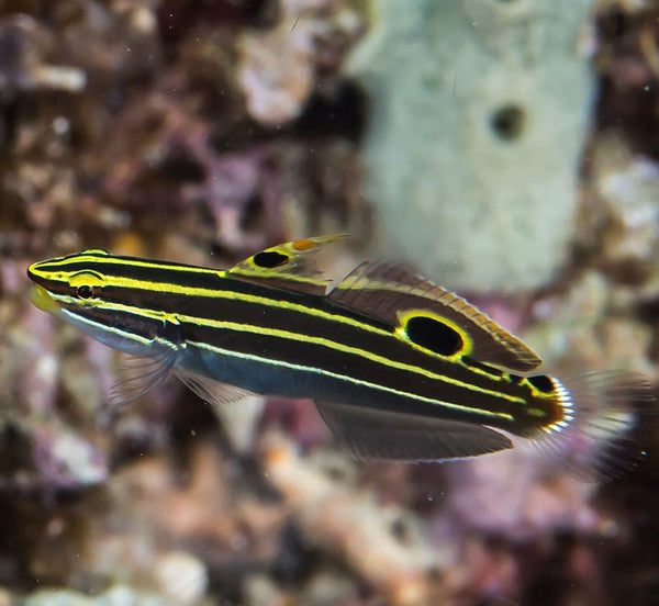Hector’s Goby, Amblygobius hectori – The Reef Experience