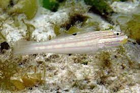 Mural Goby,Valenciennea muralis – The Reef Experience