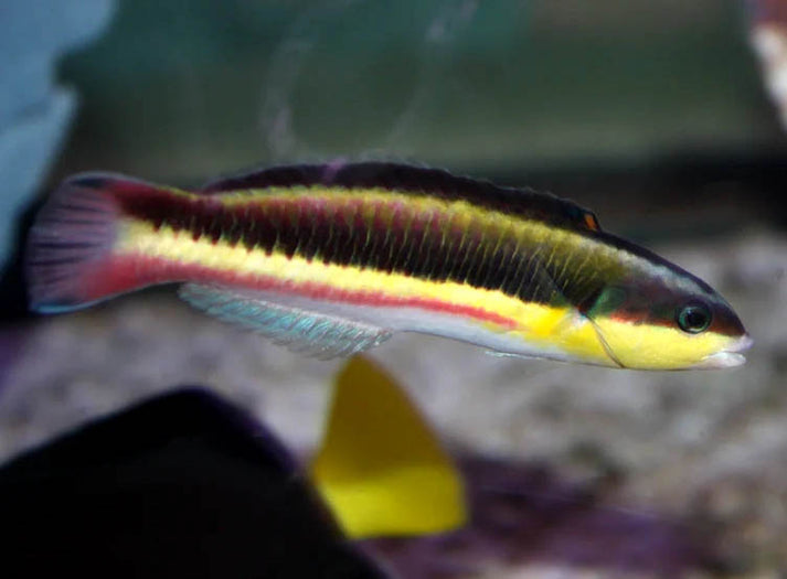 Mexican Wrasse, Thalassoma lucasanum – The Reef Experience