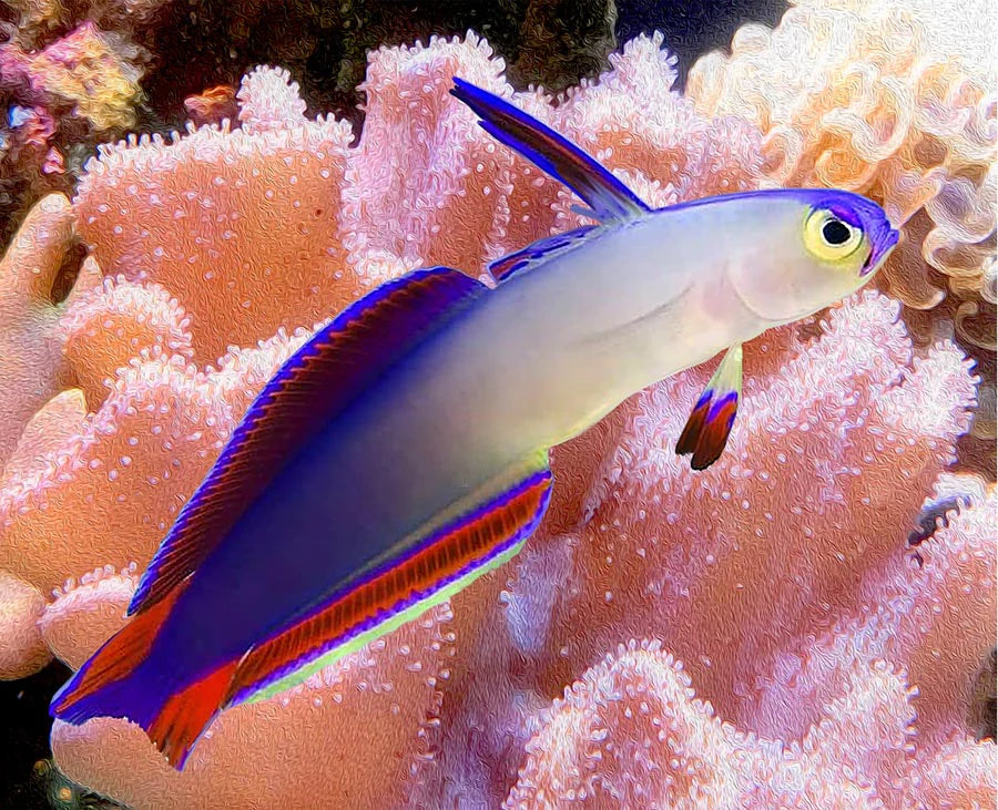 Purple Firefish Nemateleotris Decora – The Reef Experience