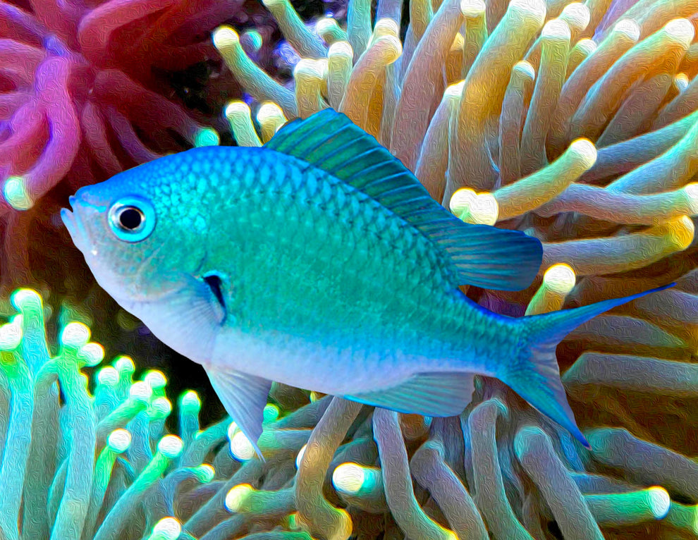Green Chromis Chromis Viridis – The Reef Experience
