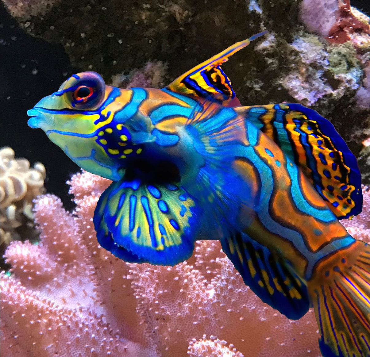 Mandarin Dragonet, Synchiropus splendidus – The Reef Experience