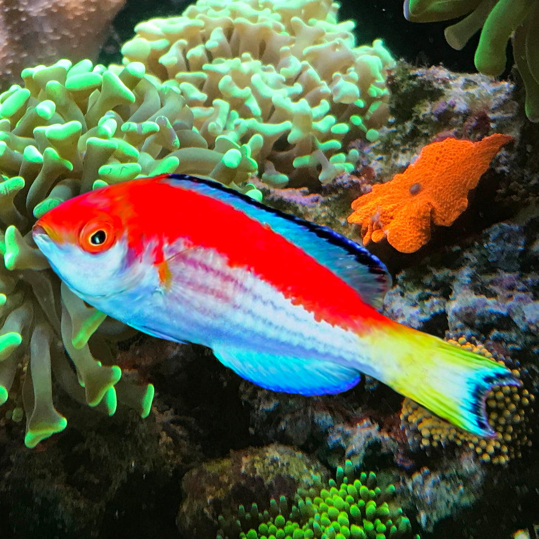 Marjorie's Dwarf Parrot Wrasse, Cirrhilabrus marjorie. – The Reef ...