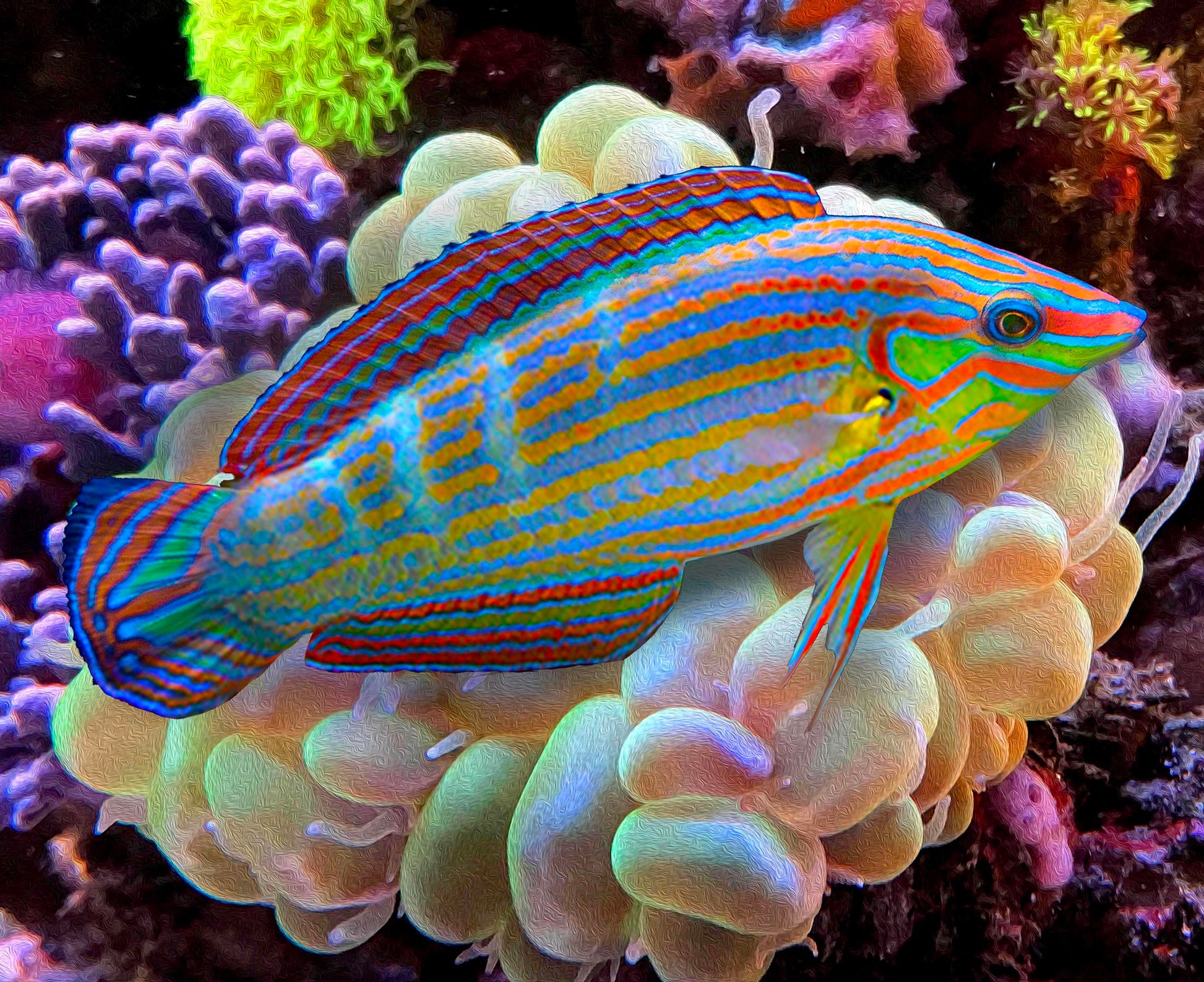 Melanurus Wrasse, Halichoeres Melanurus – The Reef Experience