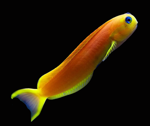 Midas Blenny (Ecsenius midas) – The Reef Experience