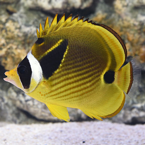 Raccoon Butterflyfish, Chaetodon lunula – The Reef Experience