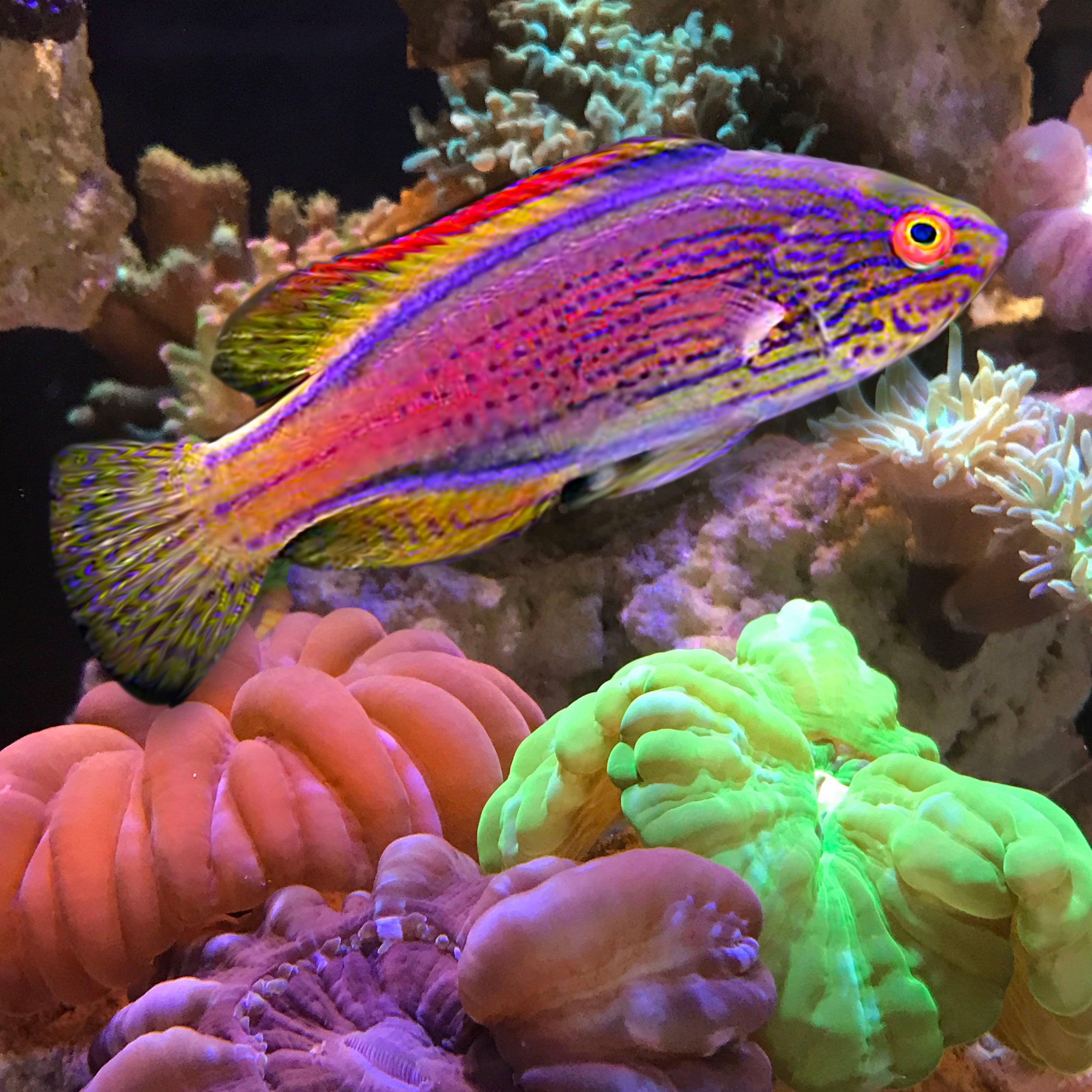 Aussie Shimmering Lineatus Fairy Wrasse Cirrhilabrus lineatus. – The ...