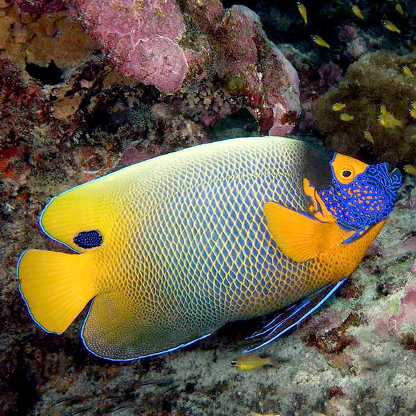 Blueface Angelfish, Pomacanthus xanthometopon. – The Reef Experience