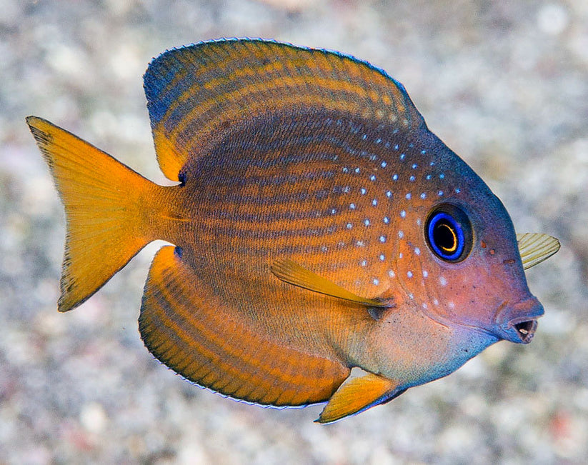 Blue Lip Bristletooth Tang, Ctenochaetus Cyanocheilus – The Reef Experience