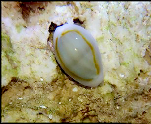 Dwarf Cowrie/Porcelain Snail (Ring) Cypraea Annulus – The Reef Experience