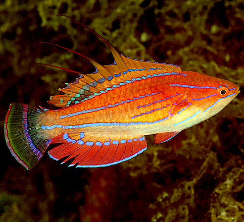 Carpenter’s Flasher Wrasse, Paracheilinus carpenteri – The Reef Experience