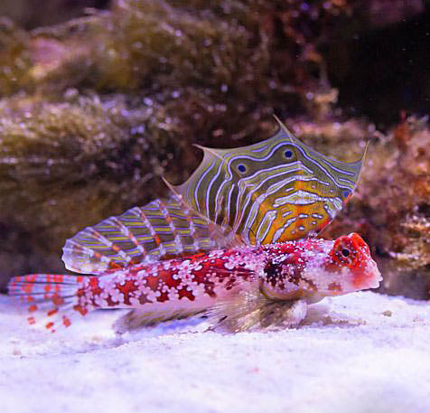 Pink Scooter Blenny, Synchiropus stellatus – The Reef Experience