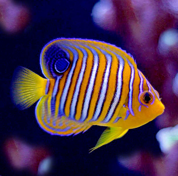 Regal Angel Fish, Pygoplites diacanthus – The Reef Experience