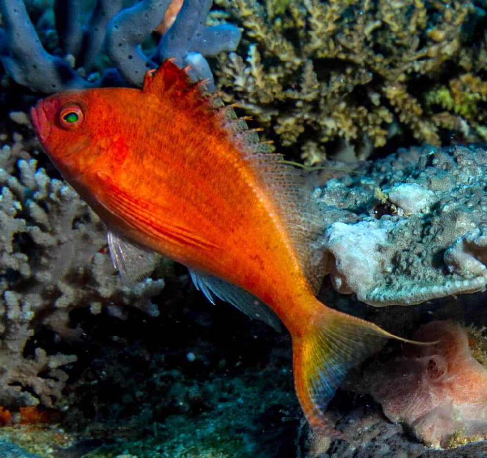 Swallowtail Hawkfish, Cyprinocirrhites polyactis – The Reef Experience